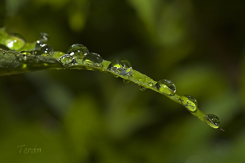 Mundo de rocío/ World of Dew. – Tiempo de Curar/ Healing Time